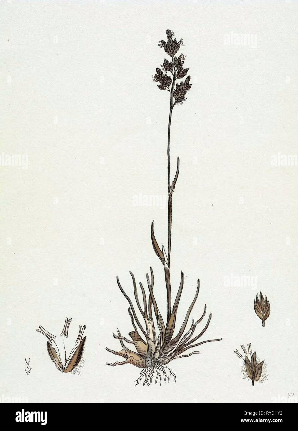 Poa Bulbosa Bulbous Meadow-Grass Stock Photo - Alamy