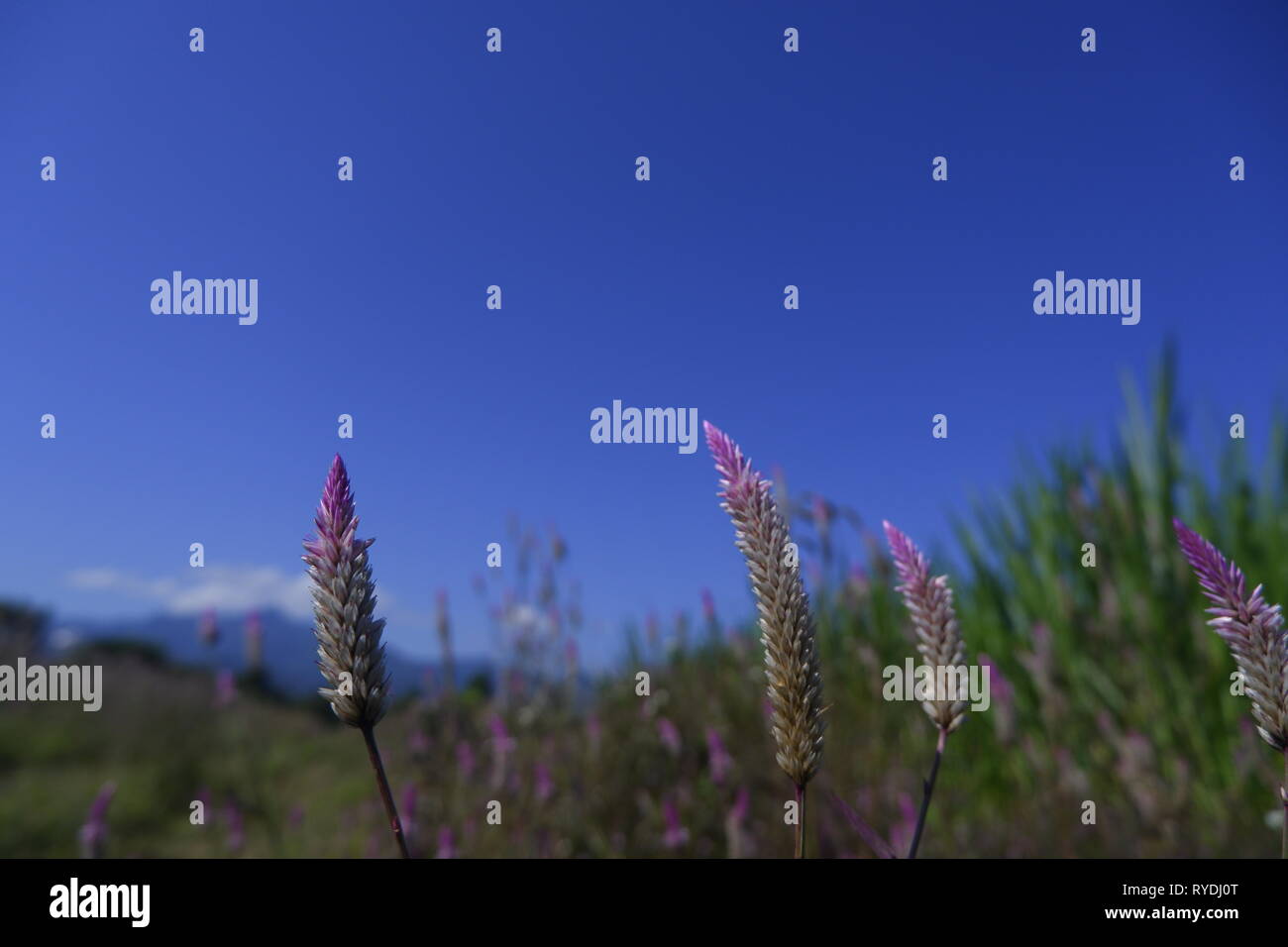 Celosia caracas – the cockscomb flower in nature against blue sky ...