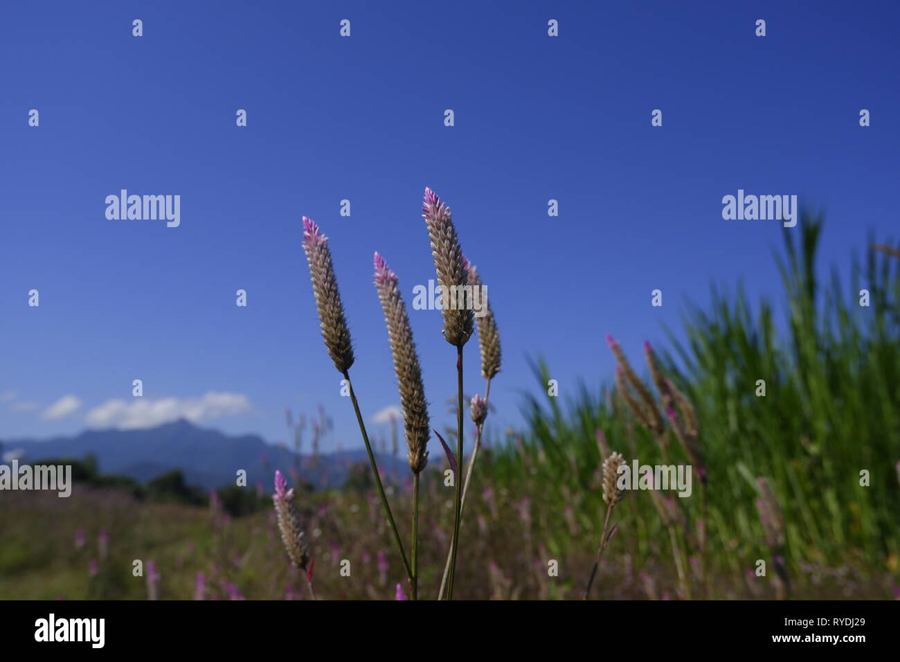 Celosia caracas – the cockscomb flower in nature against blue sky ...