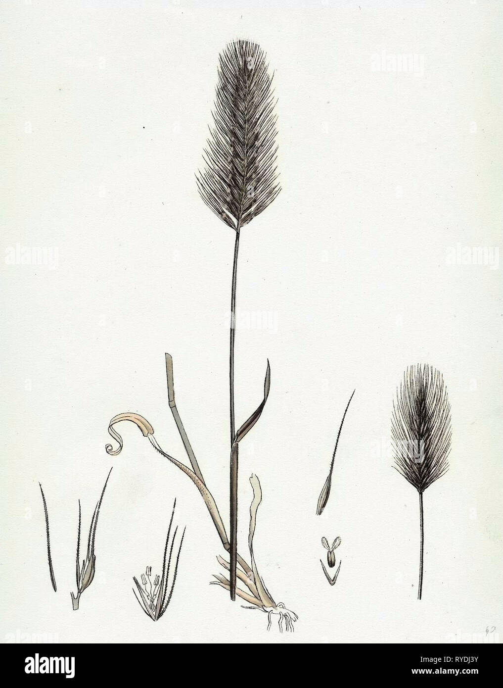 Hordeum Maritimum Sea Barley Stock Photo - Alamy