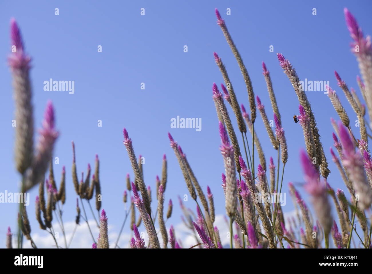 Celosia caracas – the cockscomb flower in nature against blue sky ...