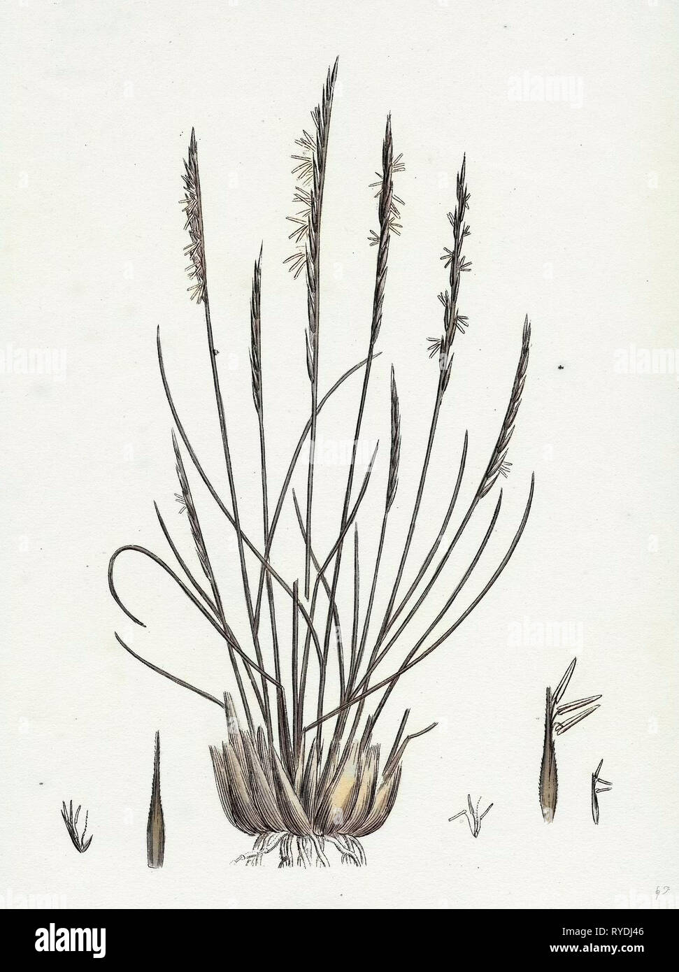 Nardus stricta hi-res stock photography and images - Alamy