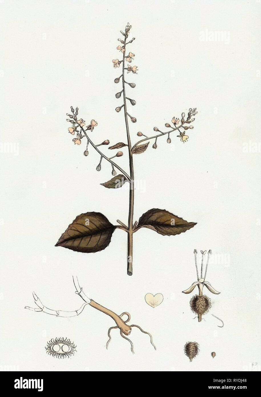 Circaea Lutetiana Common Enchanter's-Nightshade Stock Photo - Alamy