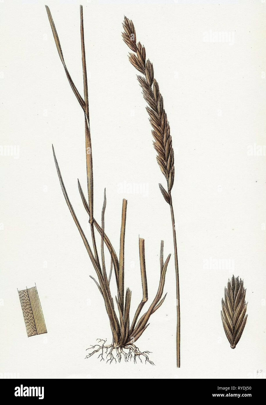Triticum Pungens Erect Sea Couch-Grass Stock Photo - Alamy