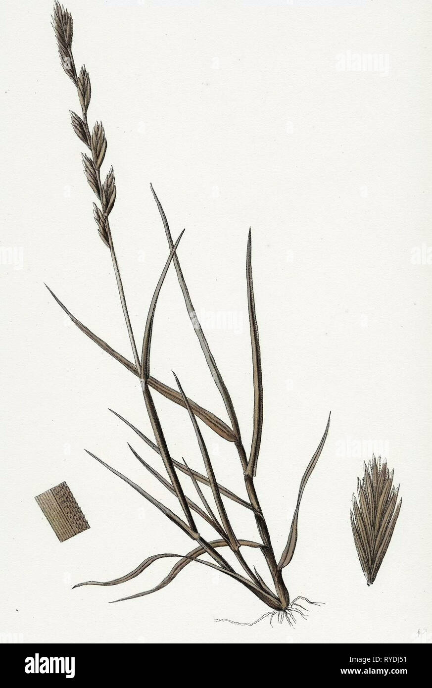 Sea couch grass hi-res stock photography and images - Alamy