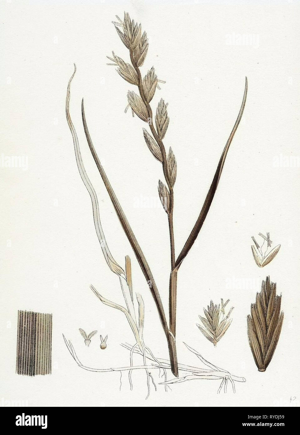 Sand couch grass hi-res stock photography and images - Alamy