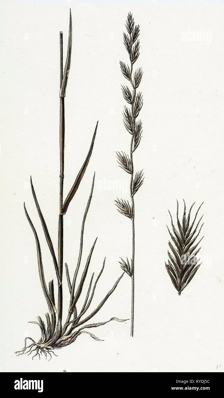 Lolium italicum italian rye grass hi-res stock photography and images ...