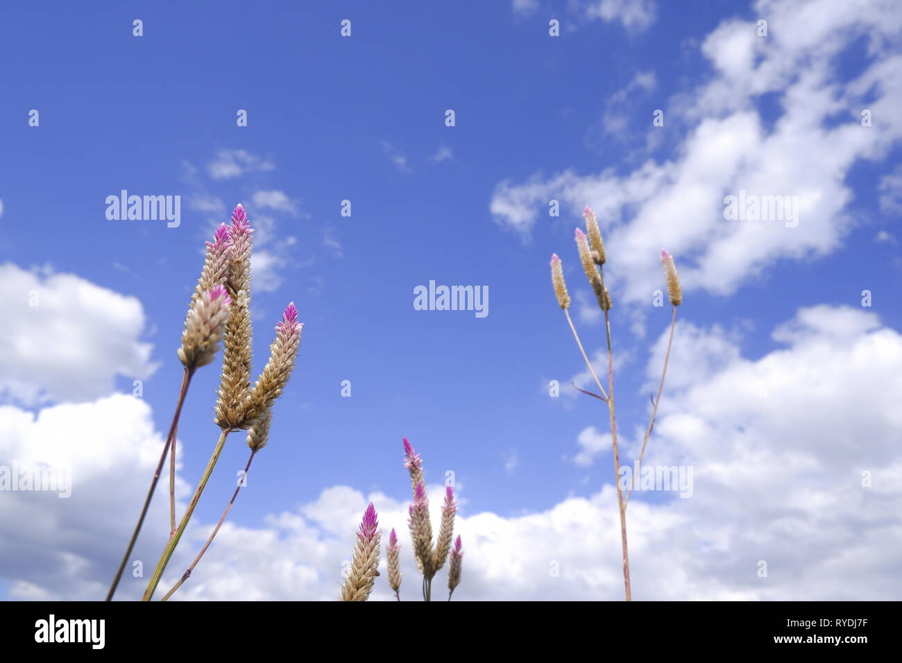 Celosia caracas – the cockscomb flower in nature against blue sky ...