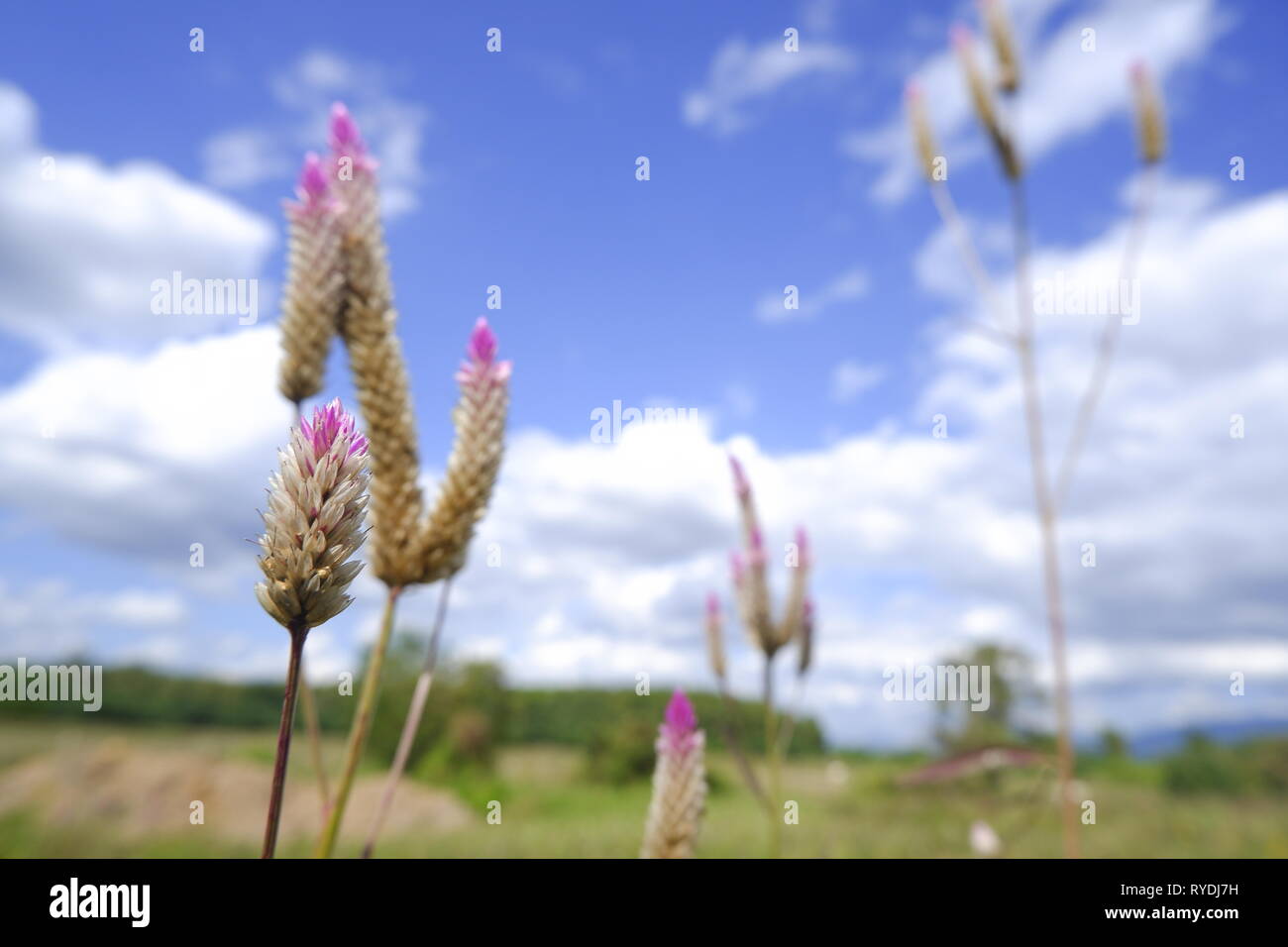 Celosia caracas – the cockscomb flower in nature against blue sky ...