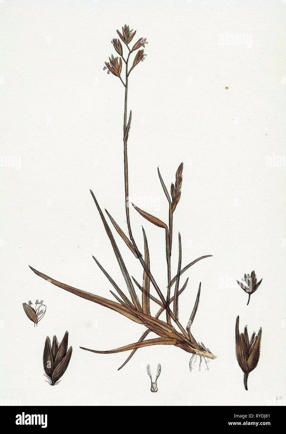 Decumbent heath grass hi-res stock photography and images - Alamy