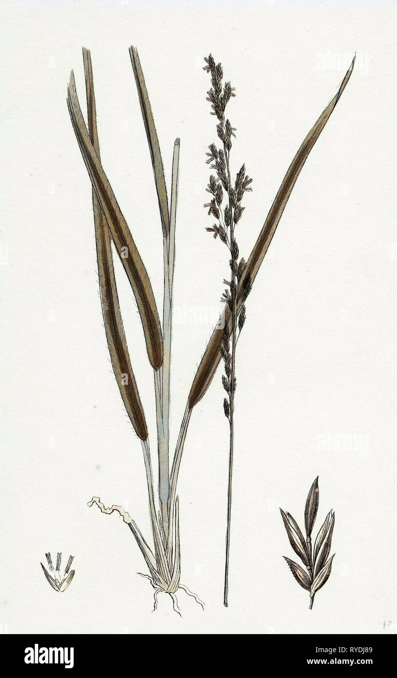 Melic grass hi-res stock photography and images - Alamy