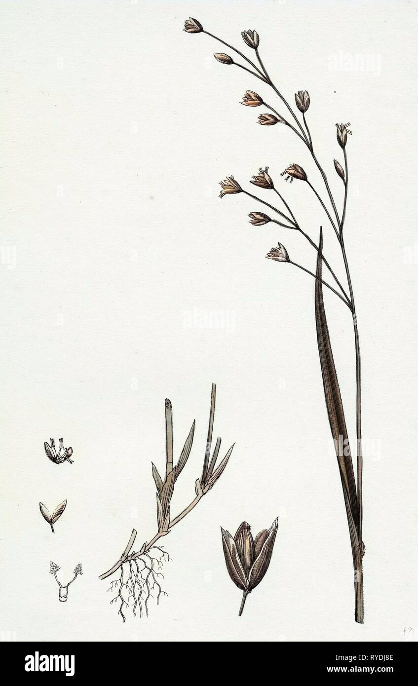 Melic grass hi-res stock photography and images - Alamy