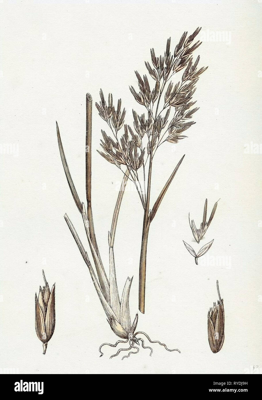 Aira alpina hi-res stock photography and images - Alamy