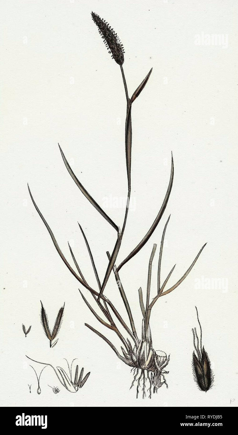 Tuberous culture hi-res stock photography and images - Alamy