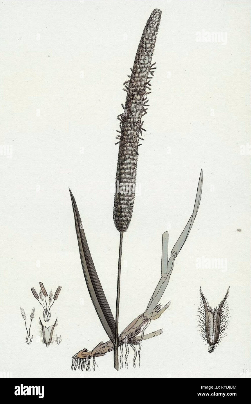 Phleum Pratense Var. Genuinum Common Timothy-Grass Var. A Stock Photo ...
