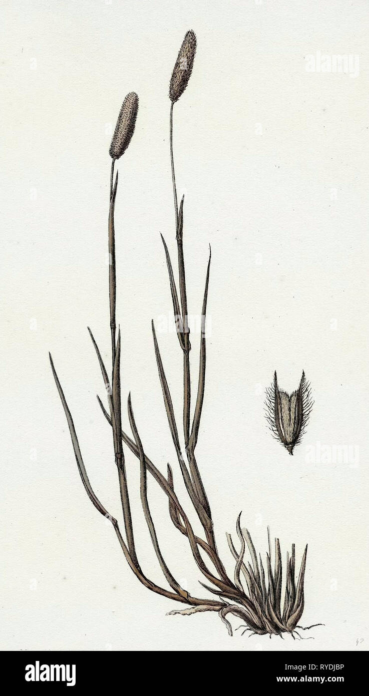 Phleum Pratense Var. Nodosum Common Timothy-Grass Var. B Stock Photo ...