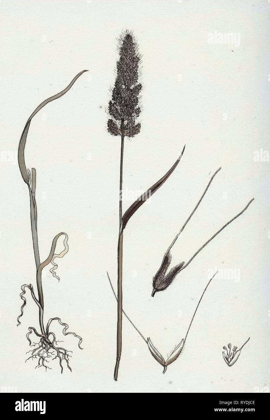 Polypogon Monspeliensis Annual Beard-Grass Stock Photo - Alamy