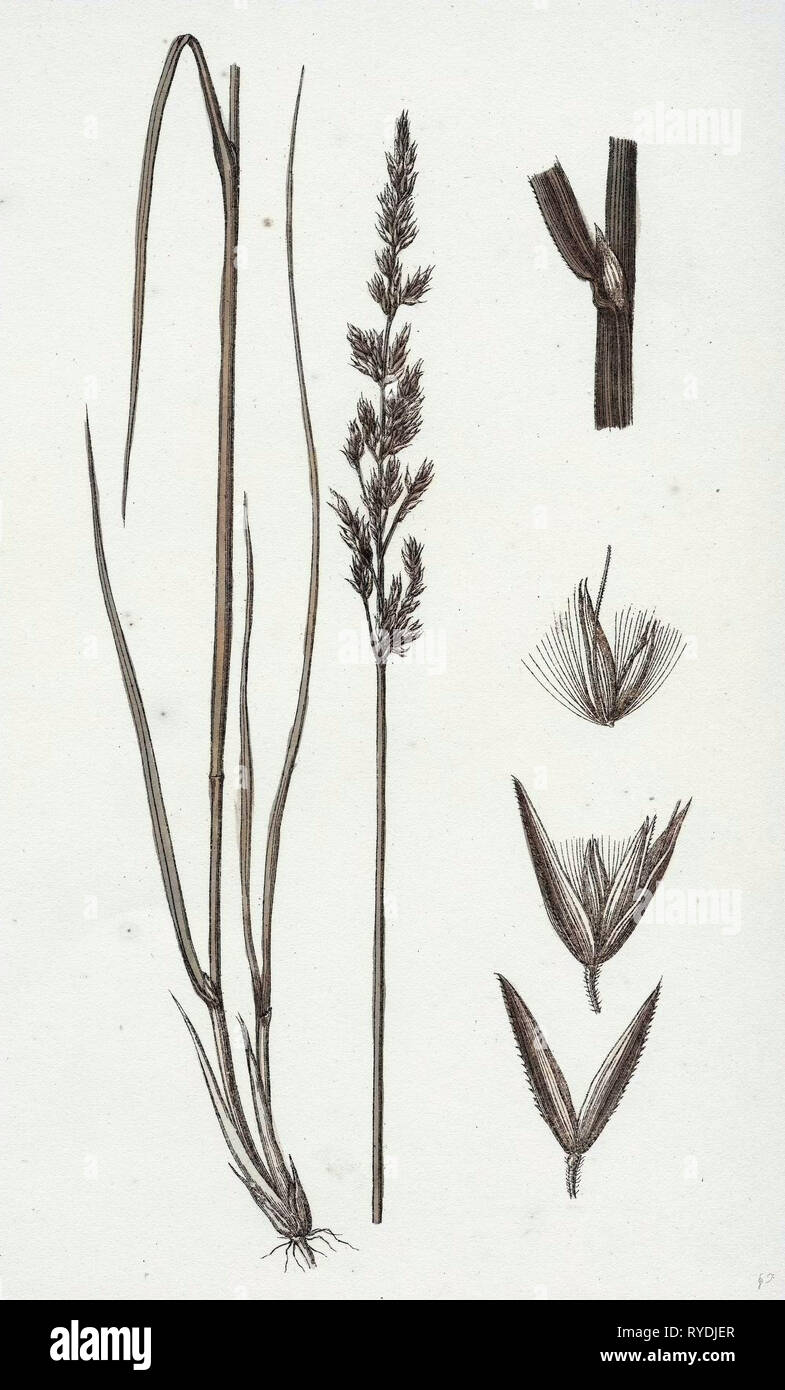 Calamagrostis stricta hi-res stock photography and images - Alamy