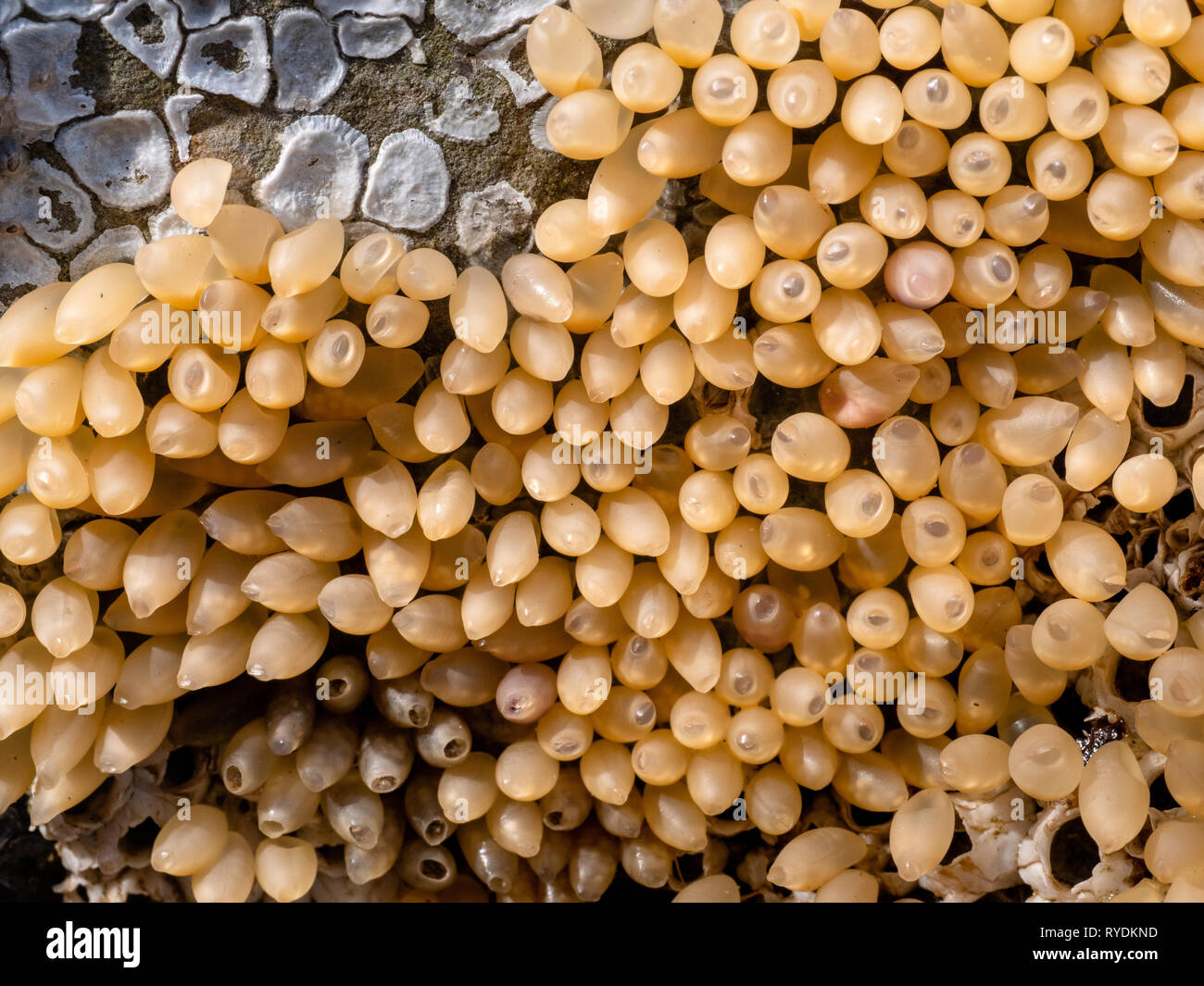 Exposed egg hi-res stock photography and images - Alamy