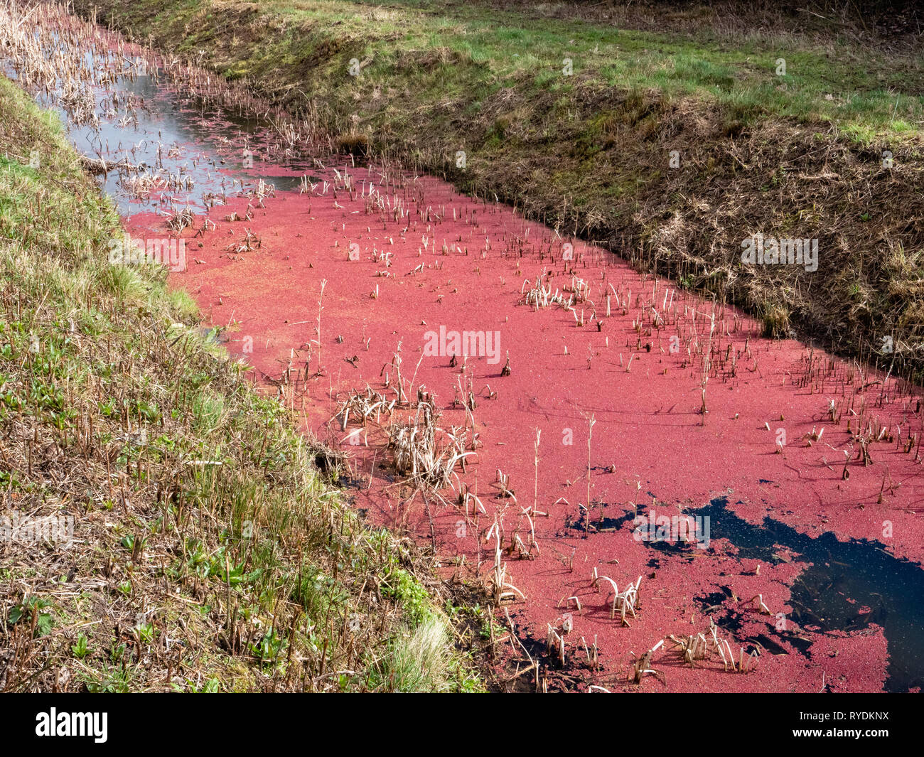Ditch weed hi-res stock photography and images - Alamy