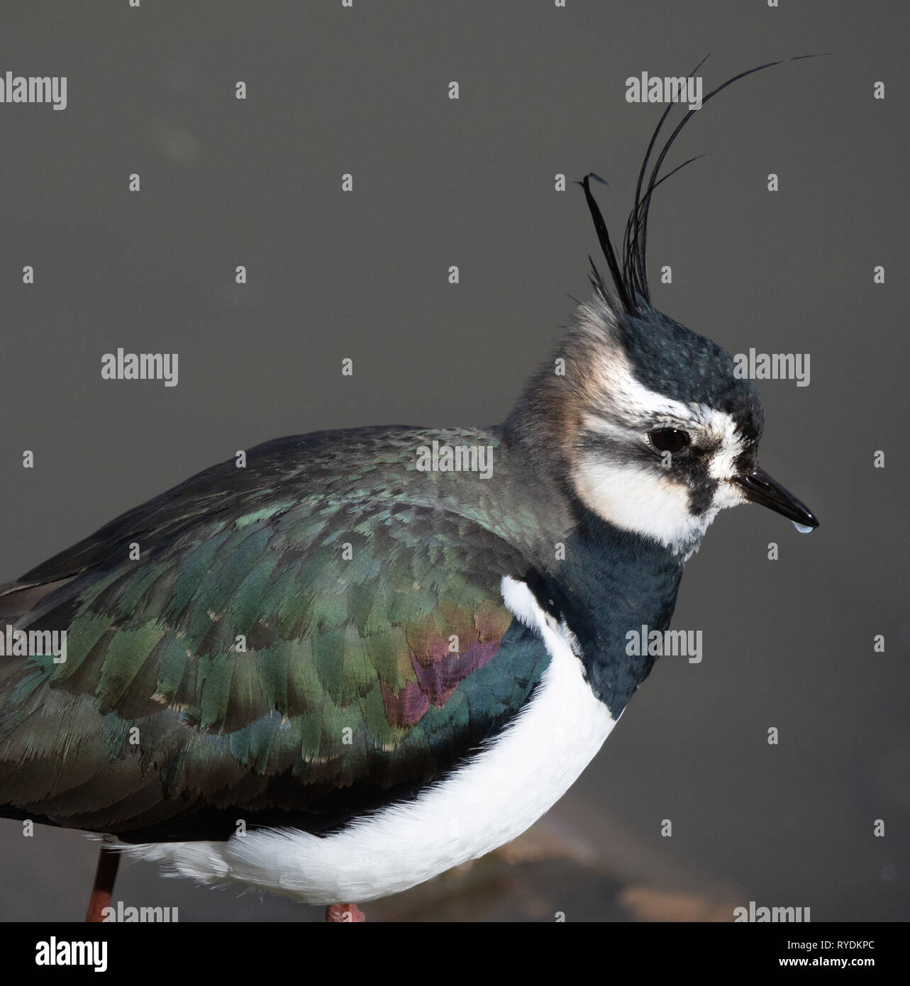 Crest feathers hi-res stock photography and images - Alamy
