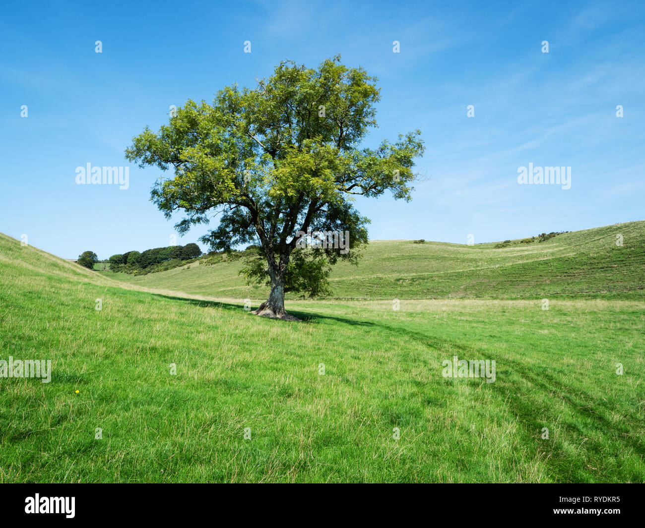 Green ash tree uk hi-res stock photography and images - Alamy