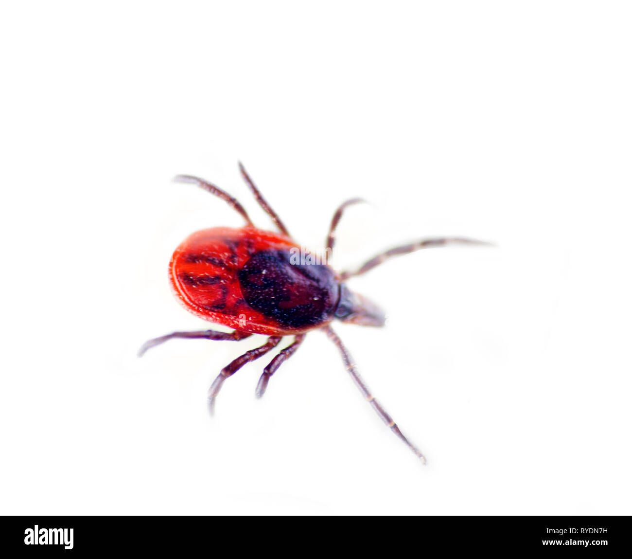 Ixodic tick Cut Out Stock Images & Pictures - Alamy