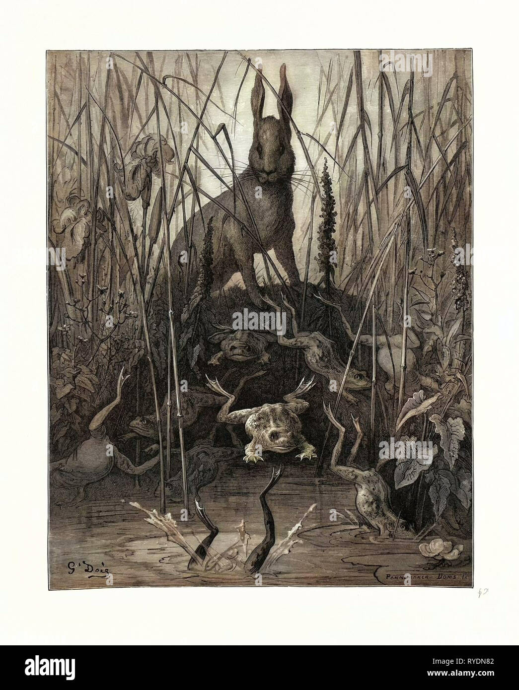 The Hare and the Frogs, by Gustave Dore, 1832 - 1883, French. Engraving ...