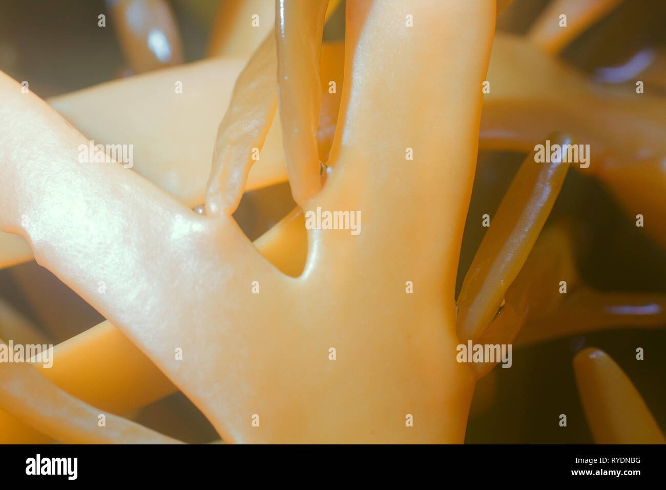 Brown algae (fucus). macro of algal body (blade. thallus). Invisible to ...