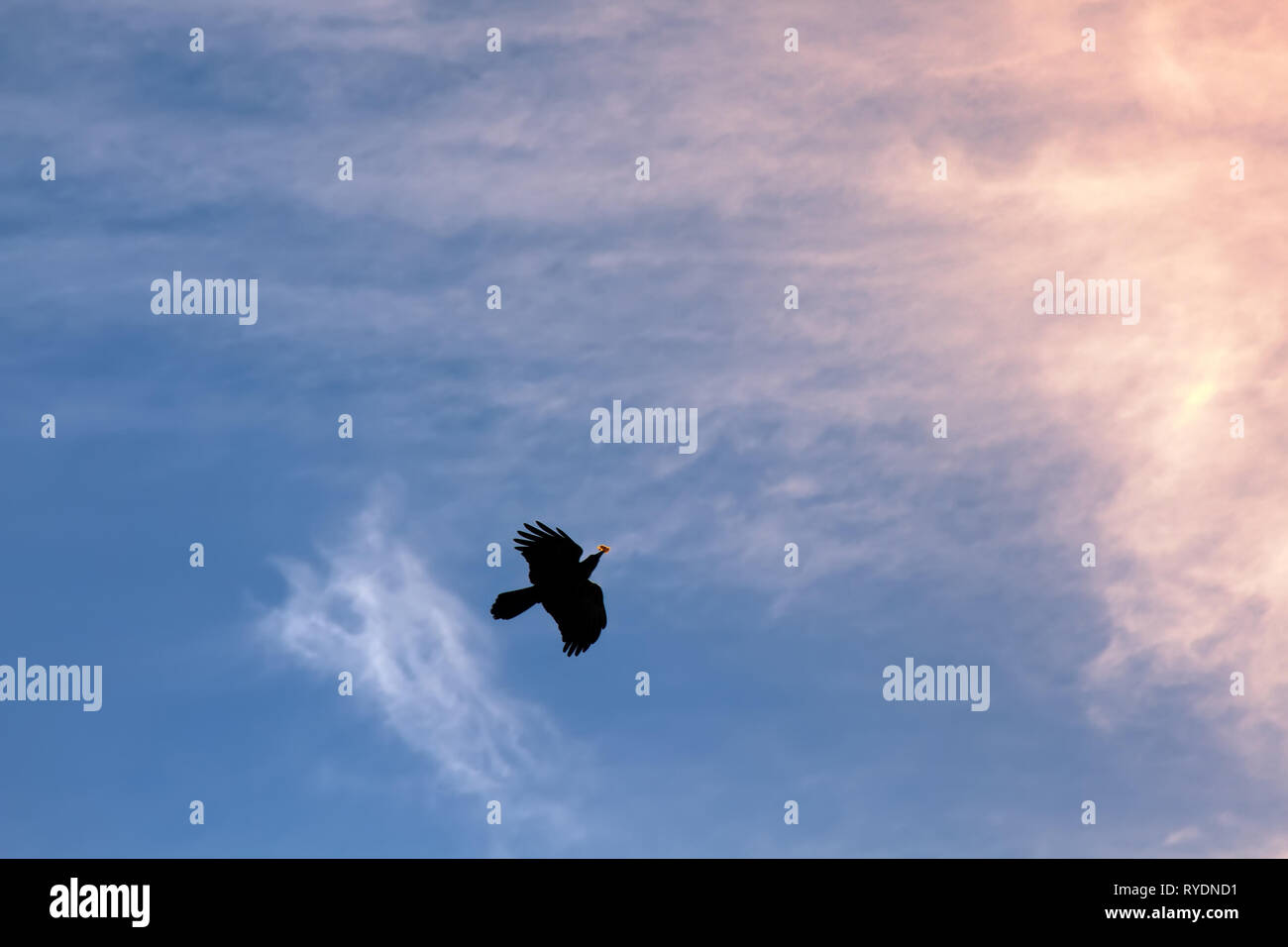 Raven (Corvus corax tibetanus) carries food in its beak. In the sky ...