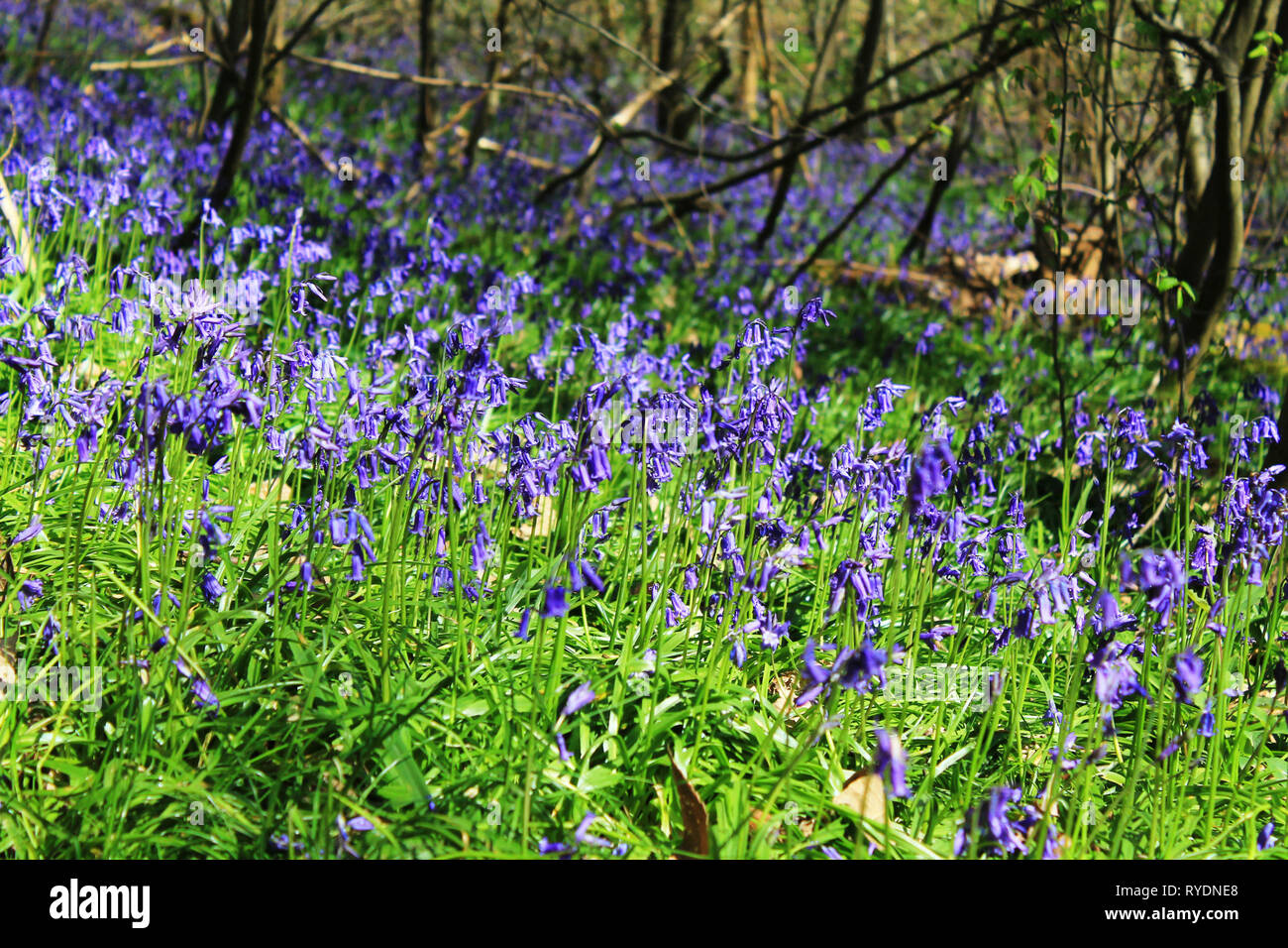 Infinite number of bluebells in the forests of Orsay, a town just ...