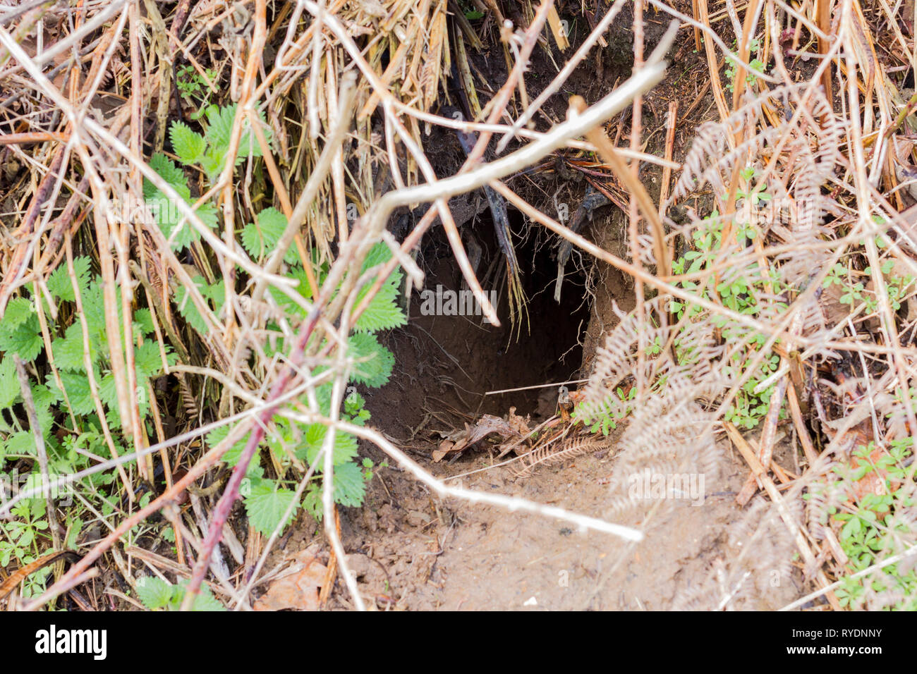 Badger hole hi-res stock photography and images - Alamy