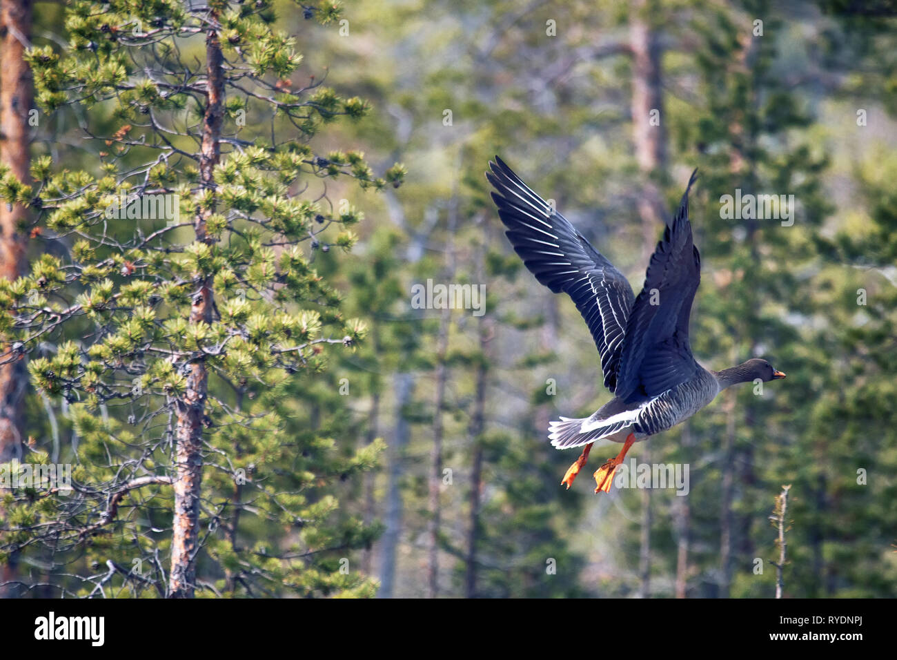 Forest-breeding bean goose (Anser fabalis fabalis) female flew up from ...