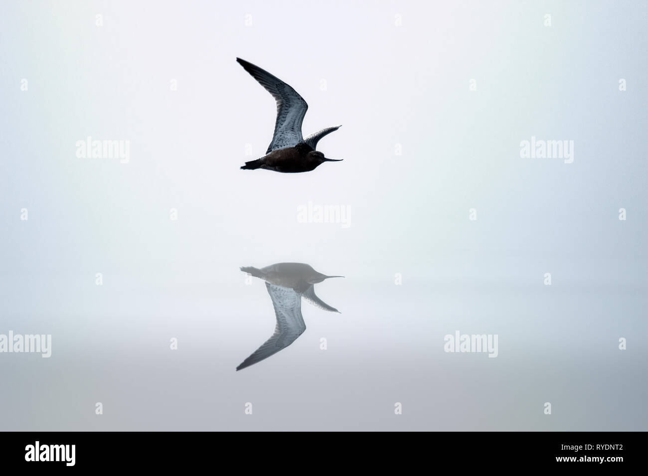 Kuaka limosa lapponica hi-res stock photography and images - Alamy