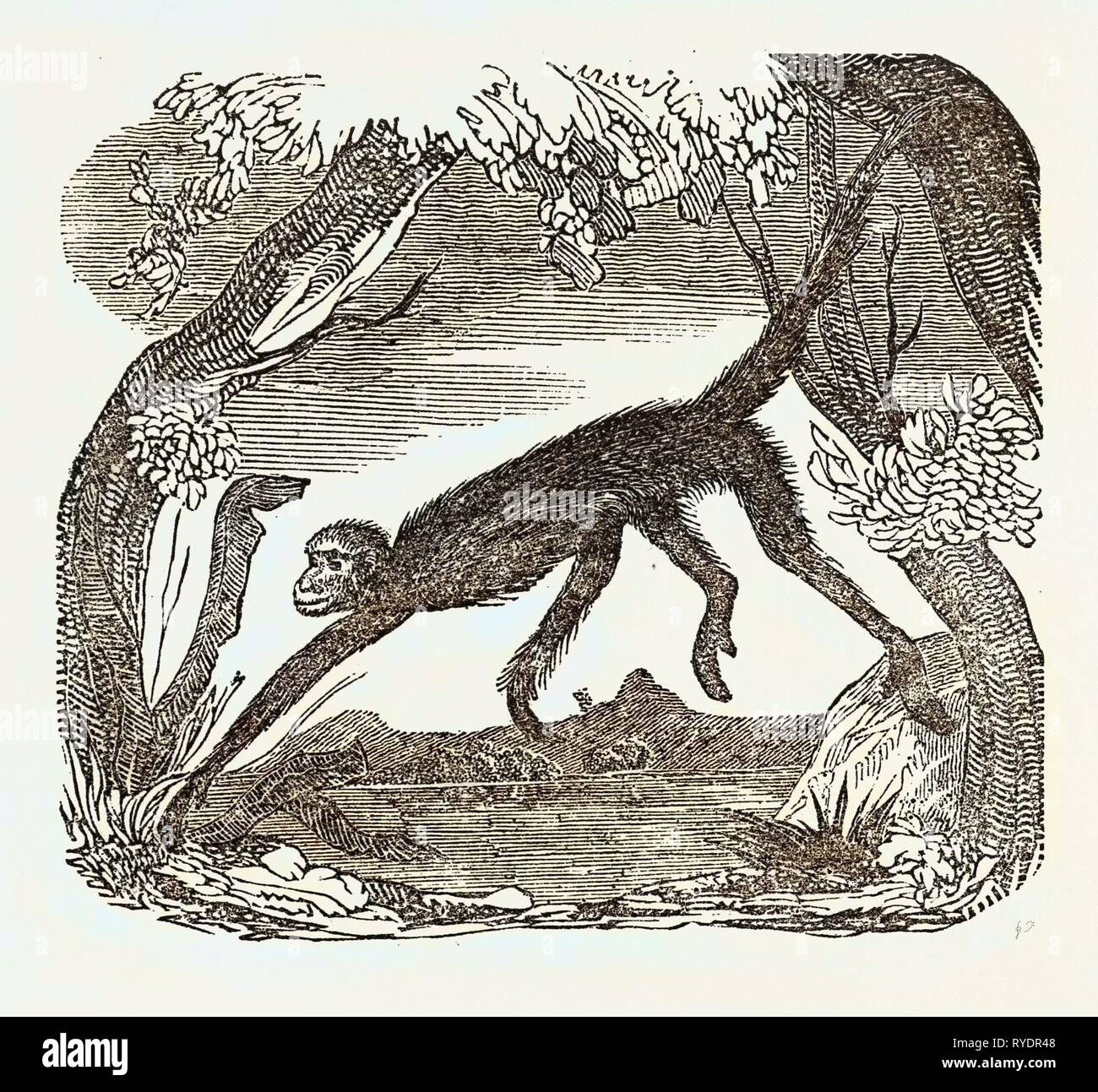 The Spider Monkey Stock Photo - Alamy