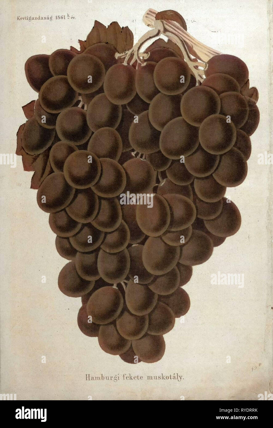 Wine Grapes, Vine, Agriculture, Fruit, Food and Drink, Grape, Plant ...