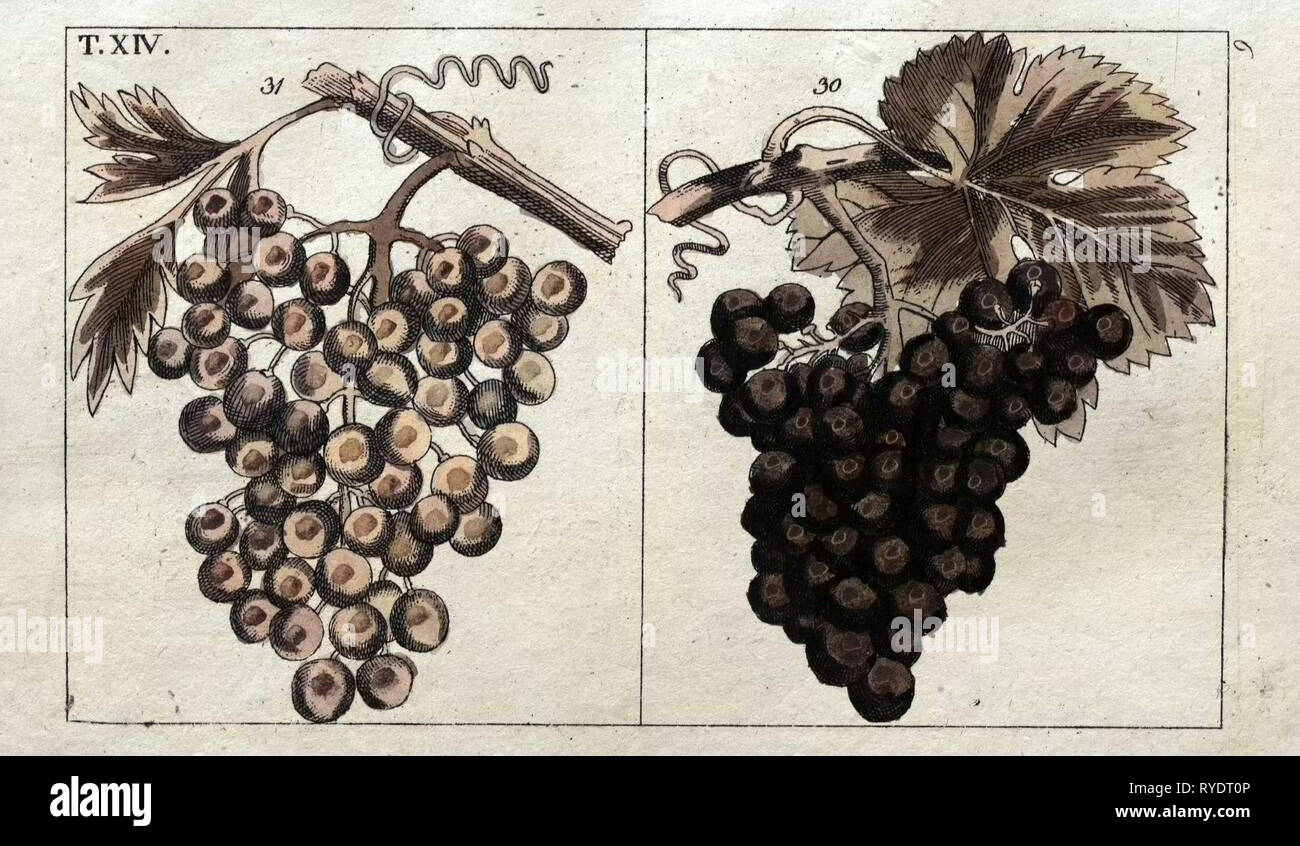 Wine Grapes, Vine, Agriculture, Fruit, Food and Drink, Grape, Plant ...
