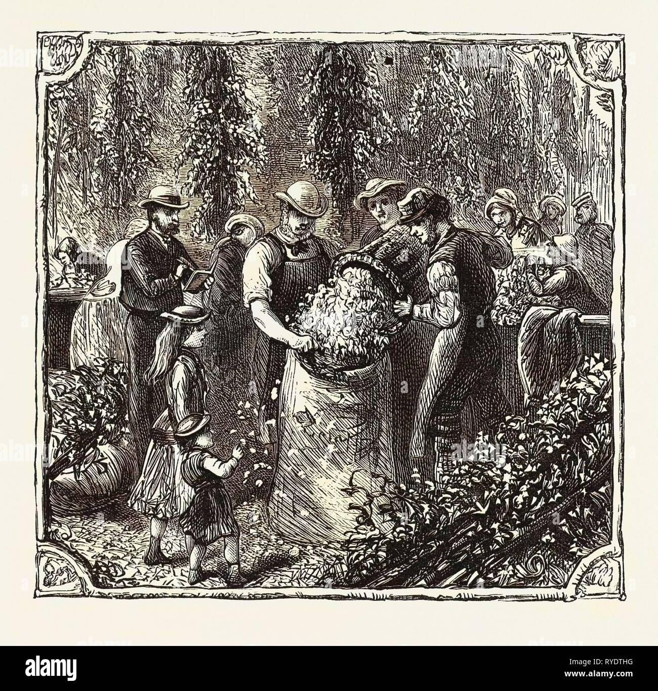 Hops and Hop Pickers, in a Kentish Hop Garden, Kent, England, Measuring ...