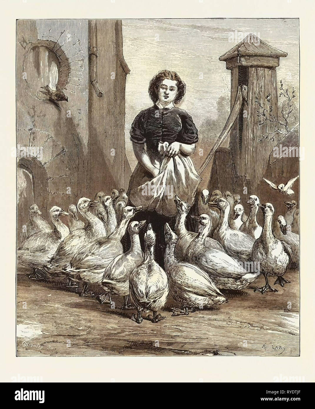 Michaelmas Geese, the Last Meal, Engraving 1876 Stock Photo - Alamy