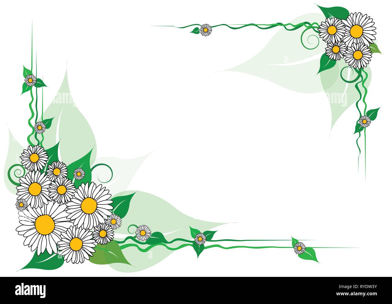 Vector daisy frame on a white background Stock Vector Image & Art - Alamy
