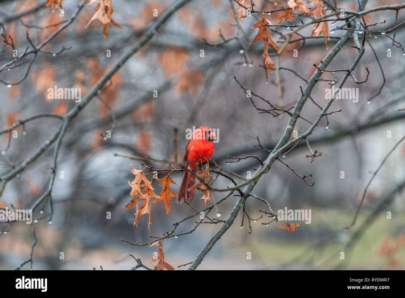 Wet one male red northern cardinal Cardinalis bird sitting perched on ...