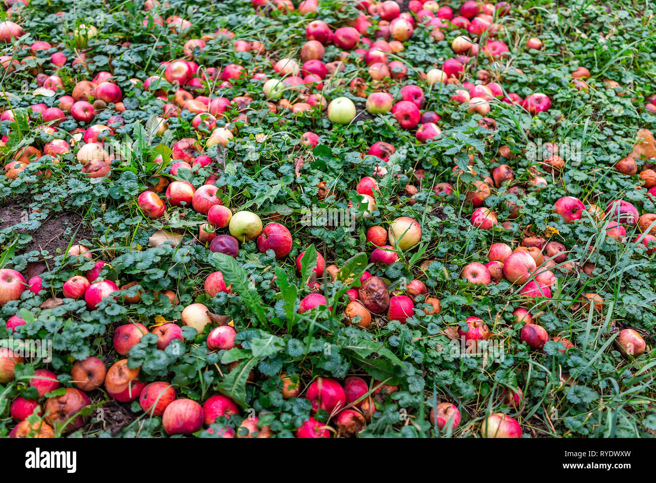 Apple Farm Garden