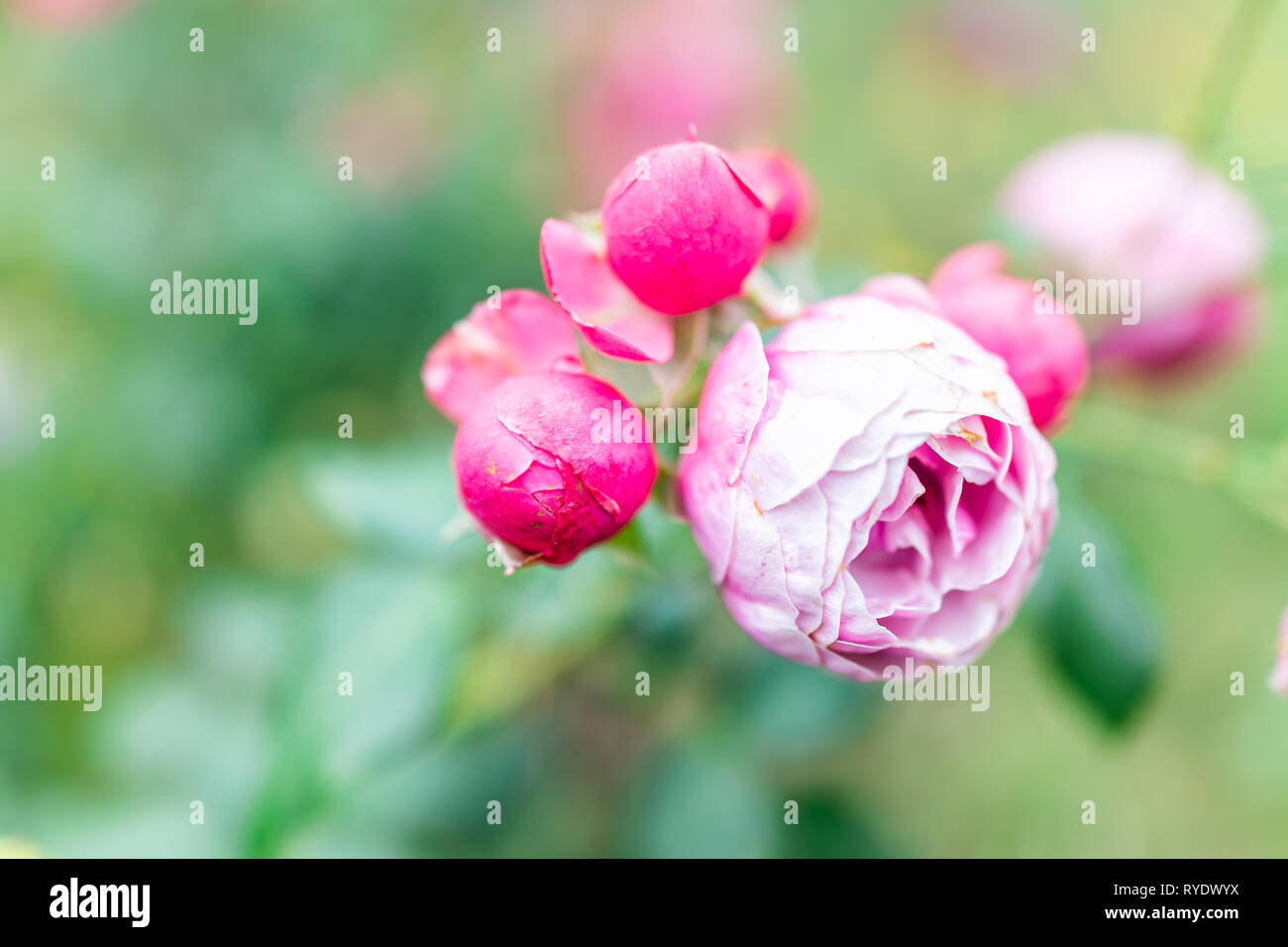 Closed bud pink rose hi-res stock photography and images - Alamy