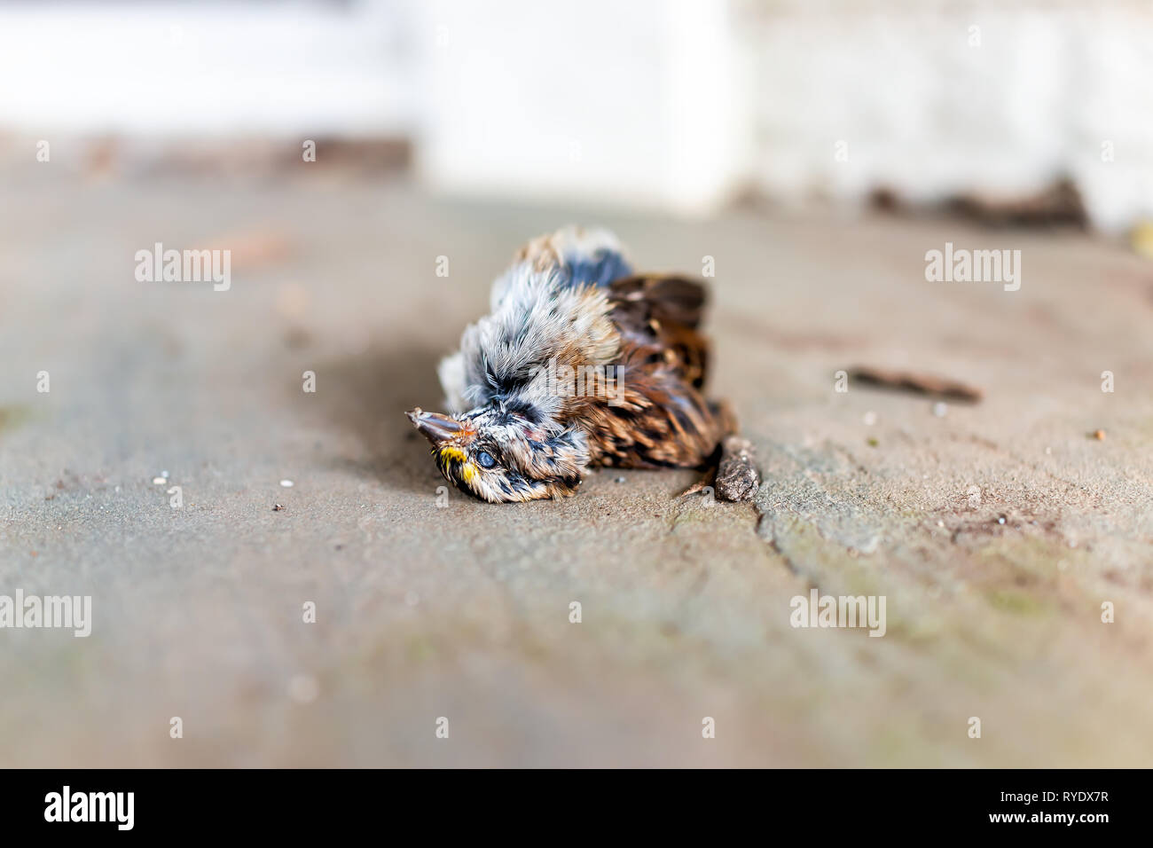 Sick baby bird hi-res stock photography and images - Alamy