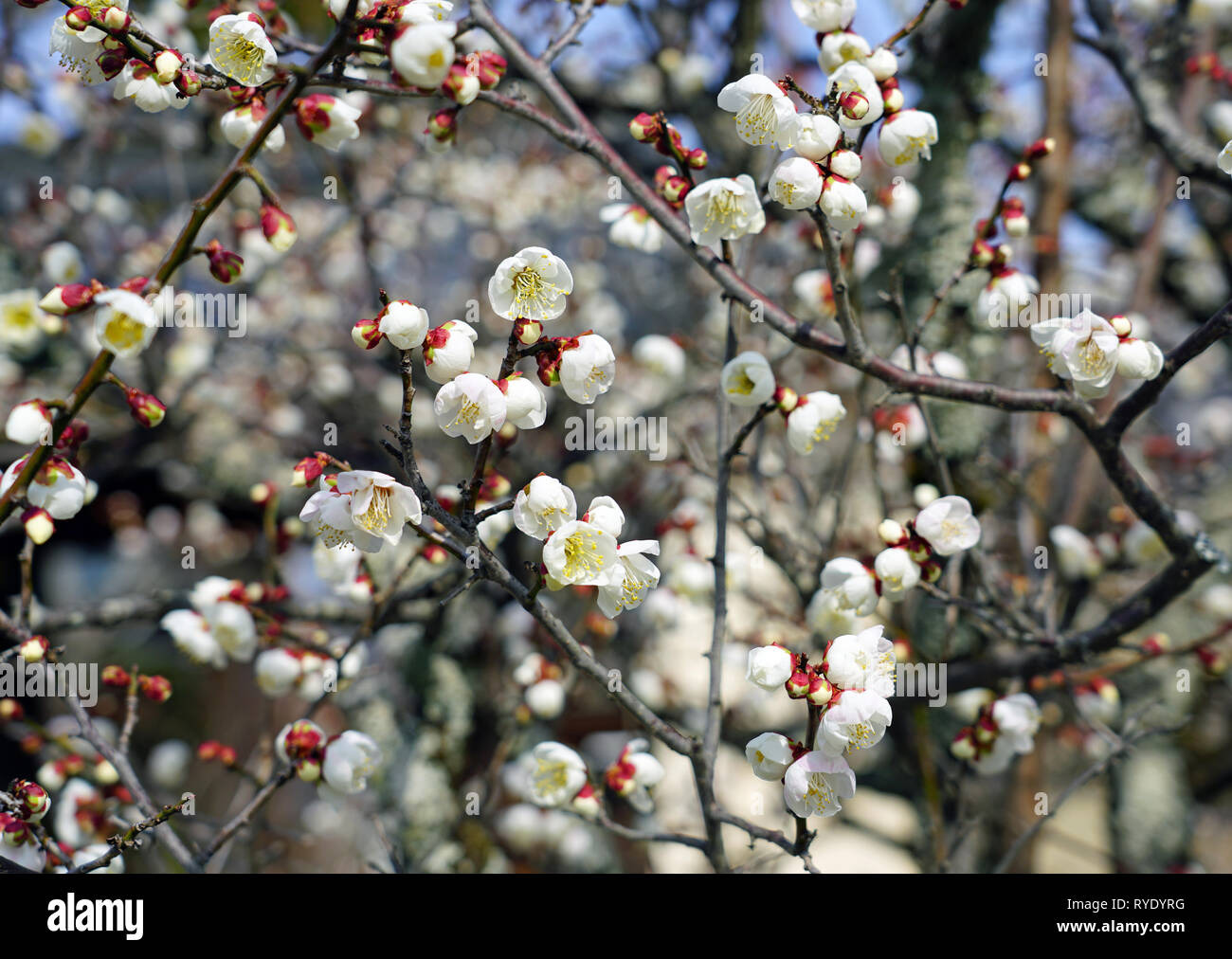 White flower blooms of the Japanese ume apricot tree, prunus mume, in ...