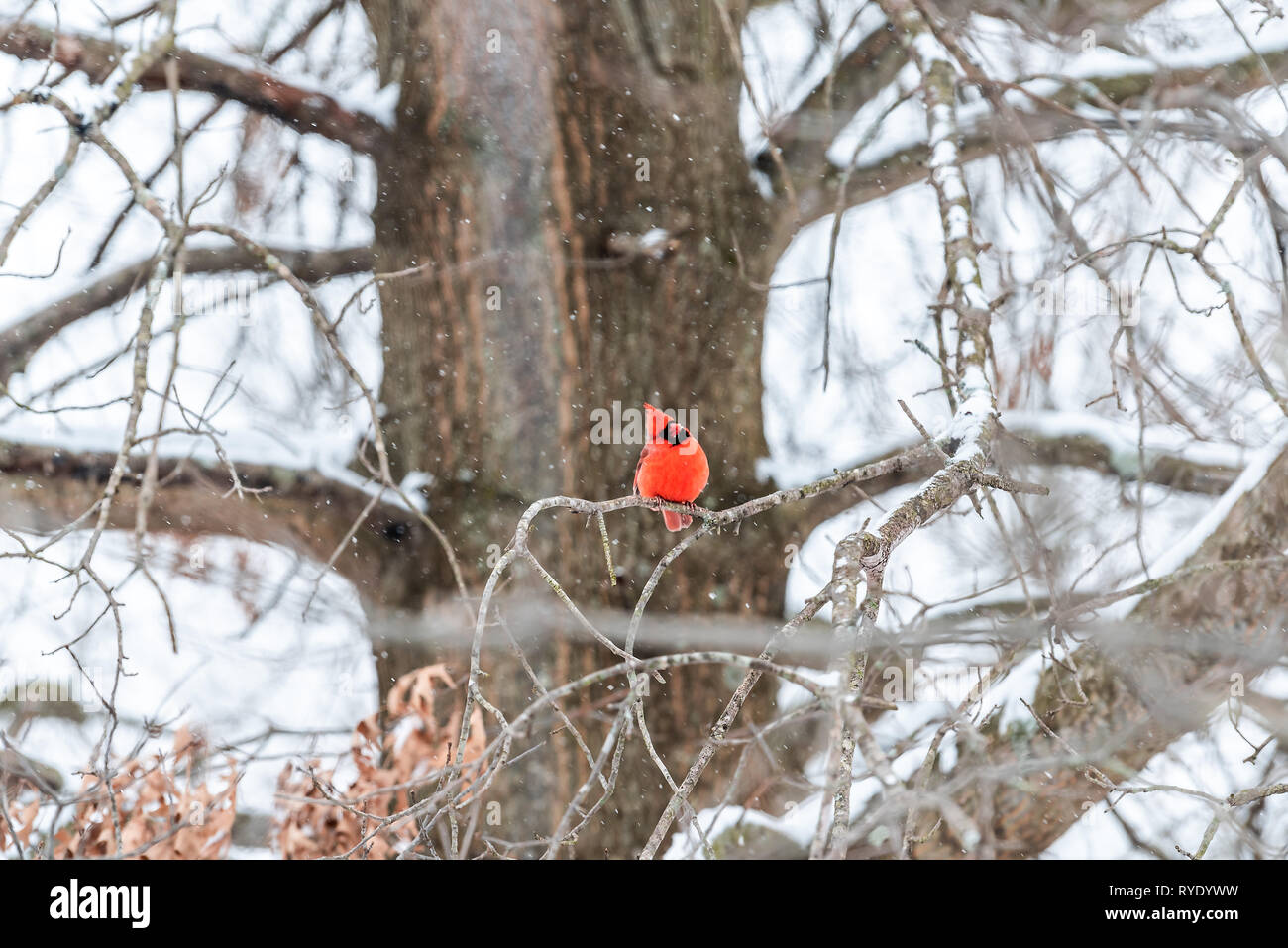 Puffed up funny one male red northern cardinal, Cardinalis, bird ...
