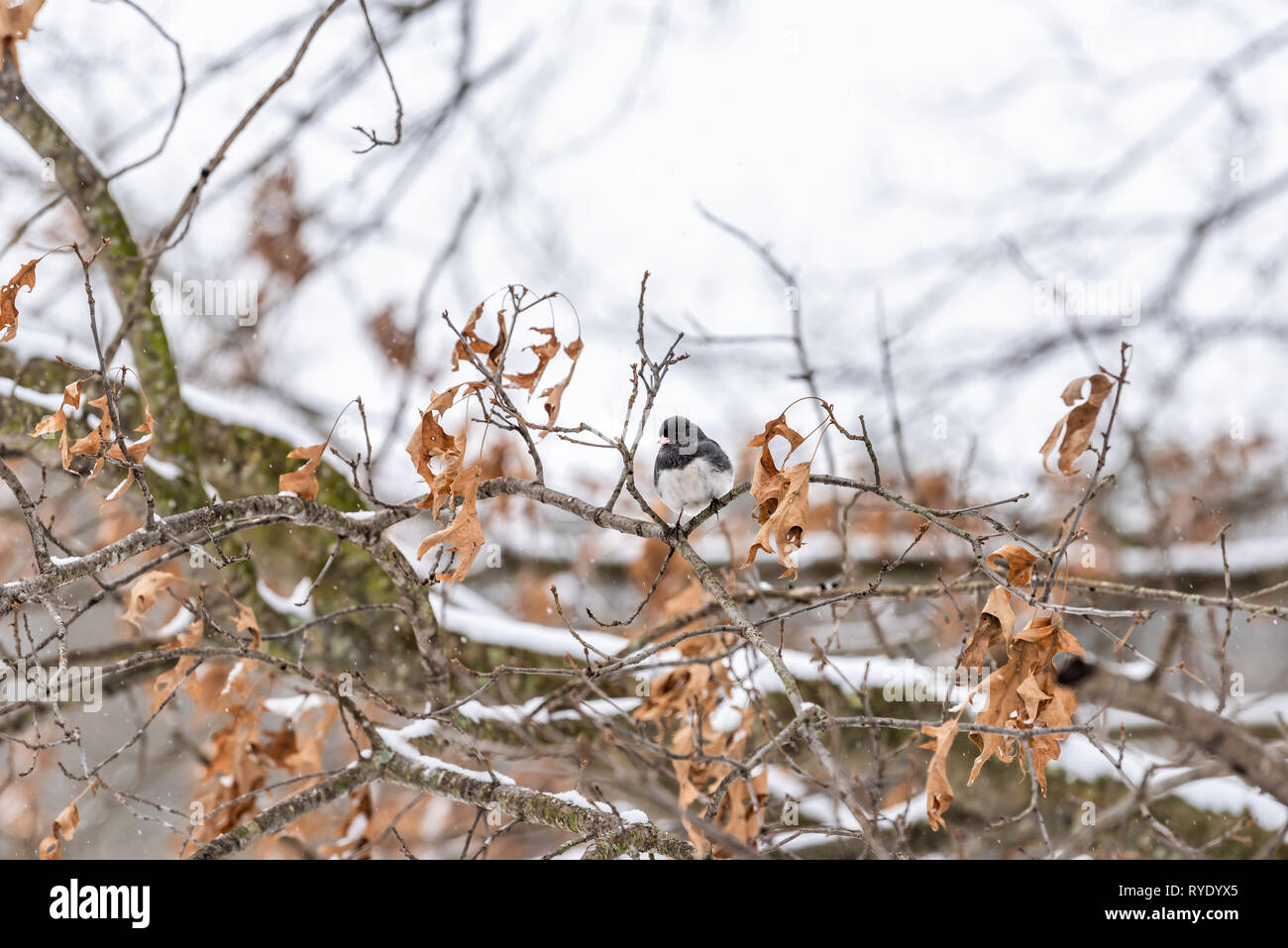 Dark-eyed junco small tiny bird perched sitting on oak tree with leaves ...
