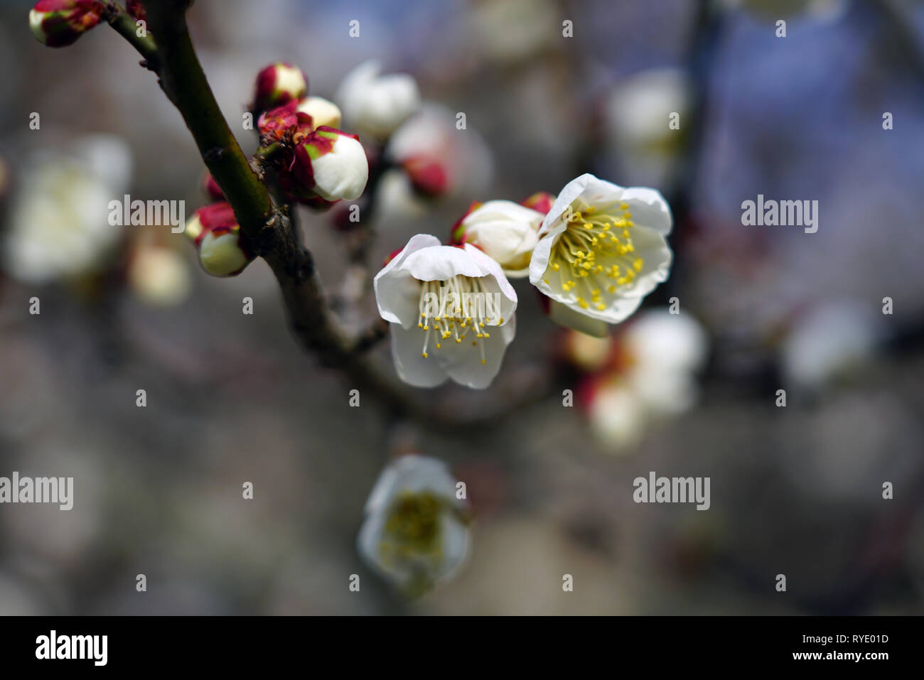 White flower blooms of the Japanese ume apricot tree, prunus mume, in ...
