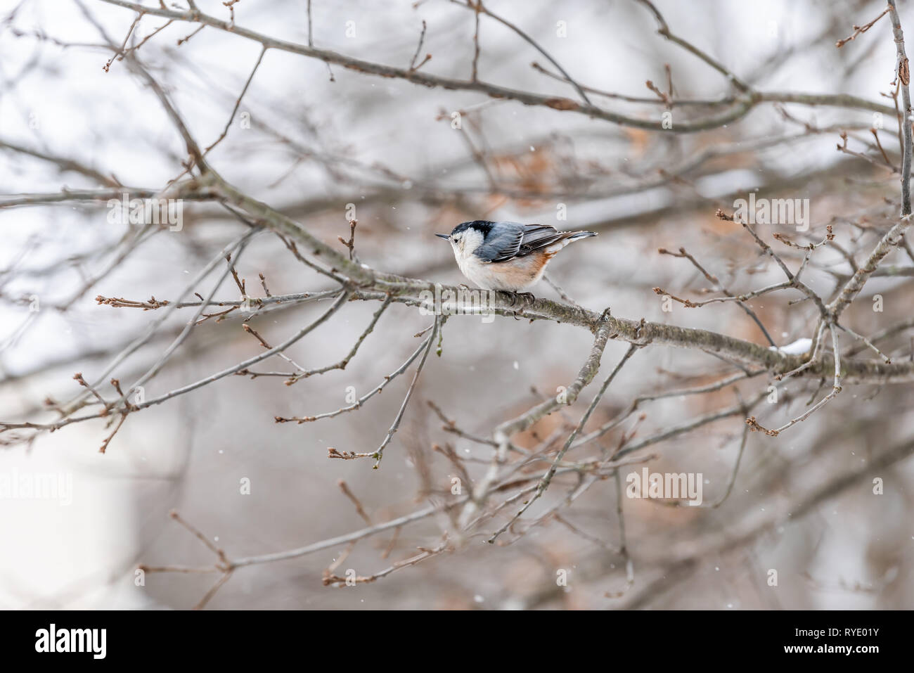 White oak tree virginia hi-res stock photography and images - Alamy