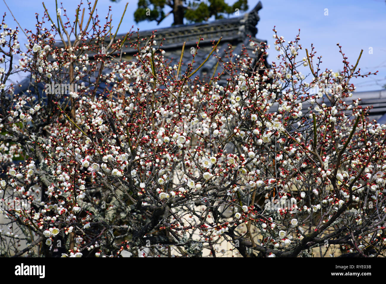White flower blooms of the Japanese ume apricot tree, prunus mume, in ...